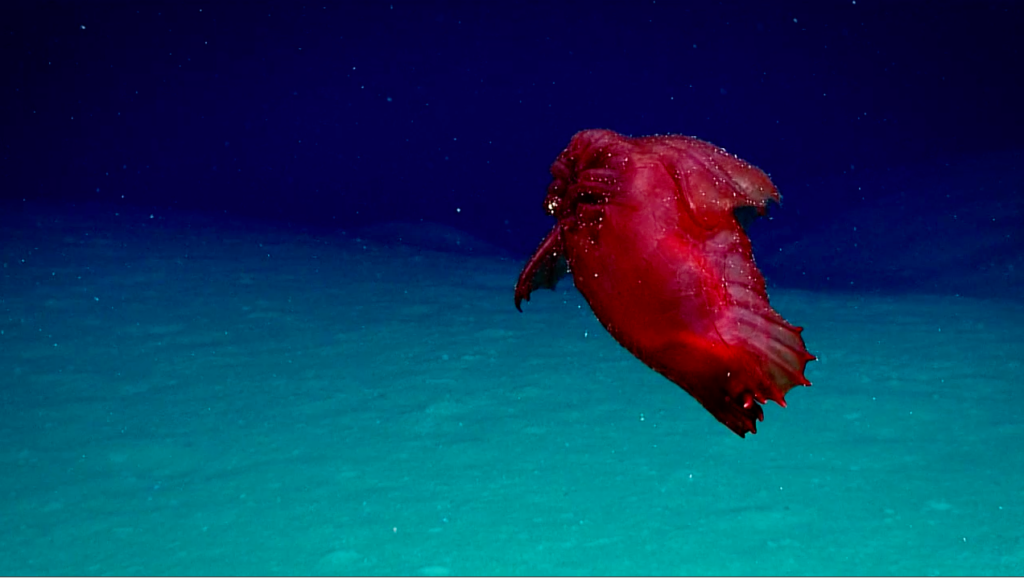 Ocean Scientists Spot “Headless Chicken Monster” – News For Kids