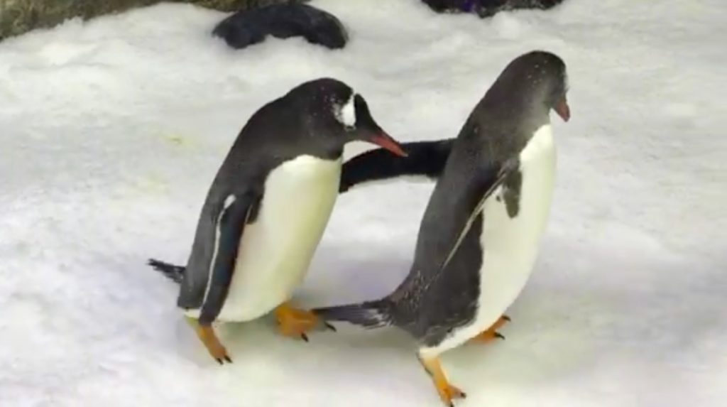 Male Penguin Couple Hatches Chick – News For Kids