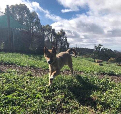 Stray Puppy Turns Out to Be Rare Dingo
