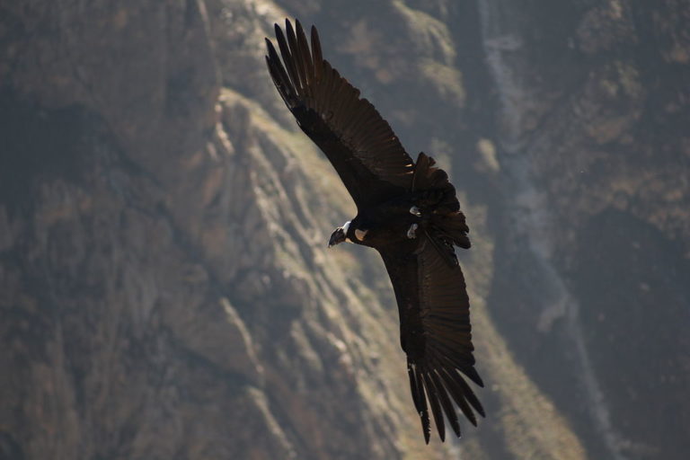 Andean Condors Fly With Almost No Flapping