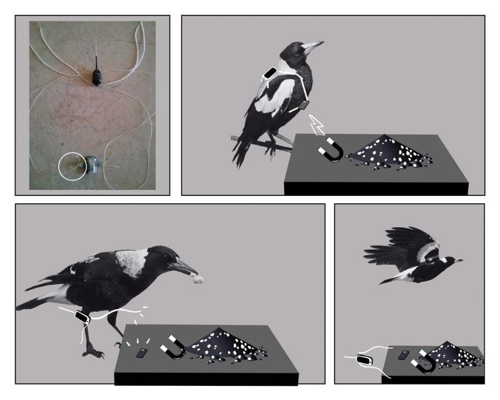 Magpies Teach Scientists Unexpected Lesson