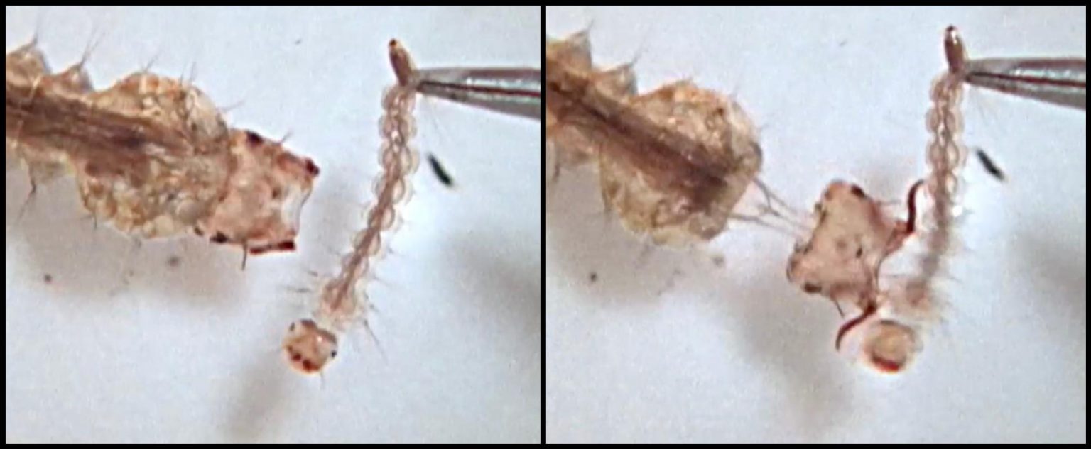 Asian Giant Hornets Arrive in US