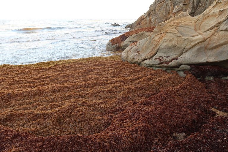 Massive Belt of Seaweed Floating Toward Beaches