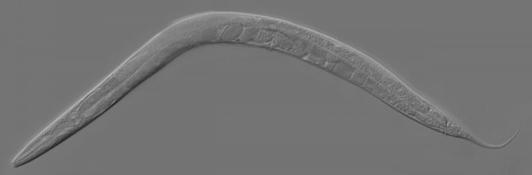 Worms Frozen for 46,000 Years Are Alive