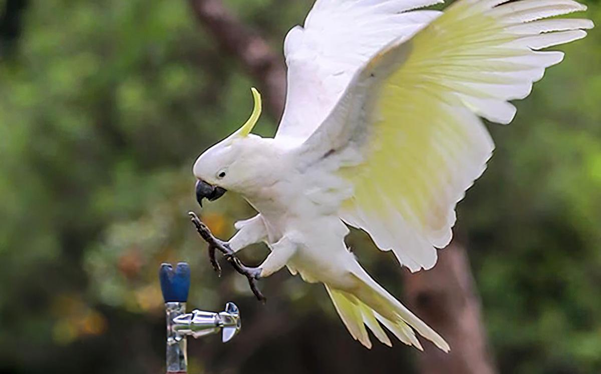 Clever Cockatoos Learn to Use Water Fountains