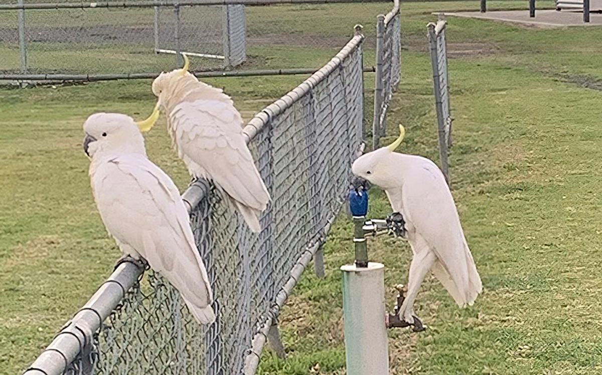 Clever Cockatoos Learn to Use Water Fountains