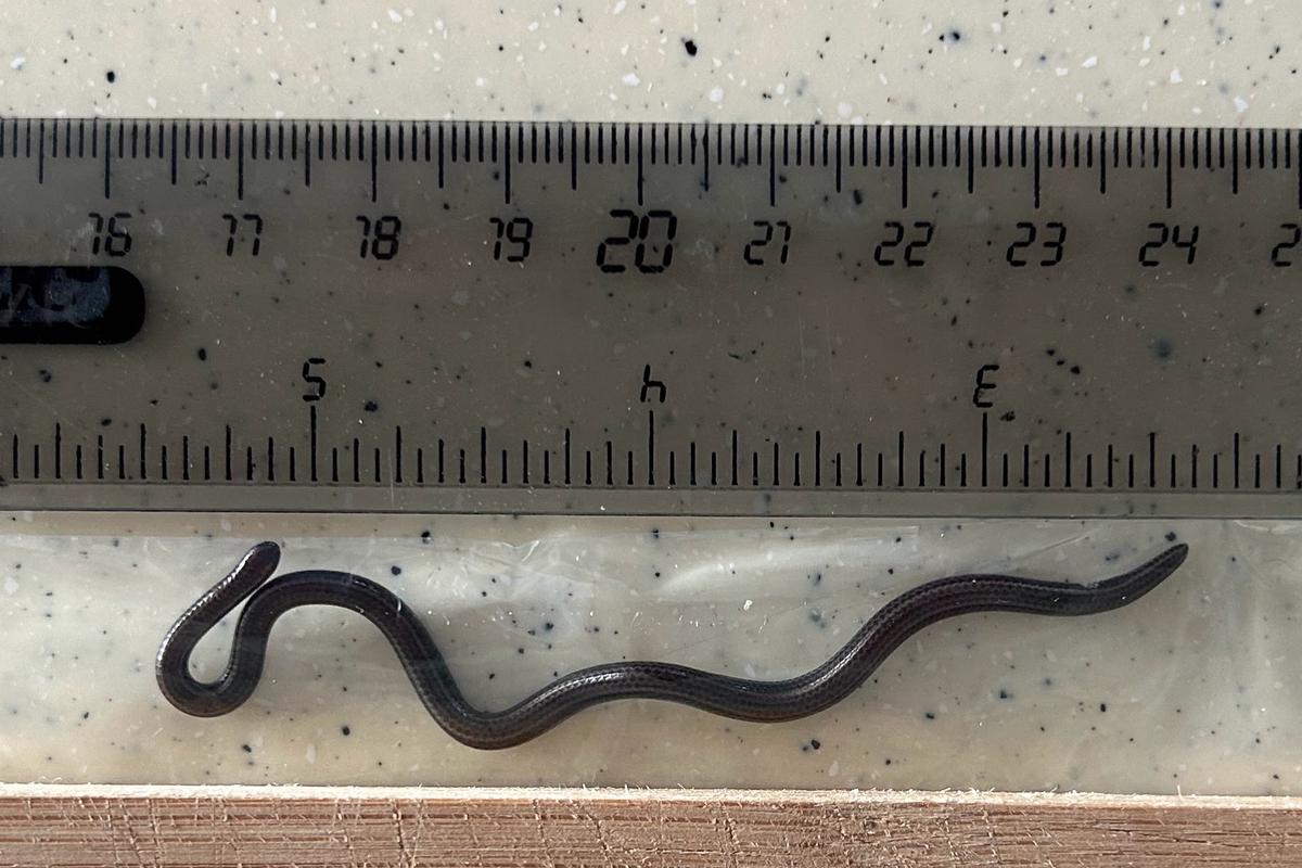 World’s Smallest Snake Found Again After Almost 20 Years