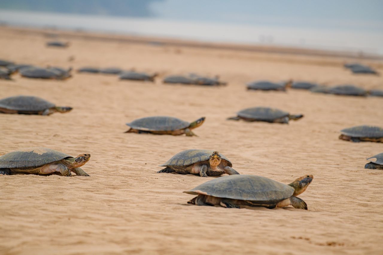 Careful Counting at the World’s Largest Turtle Nesting Site