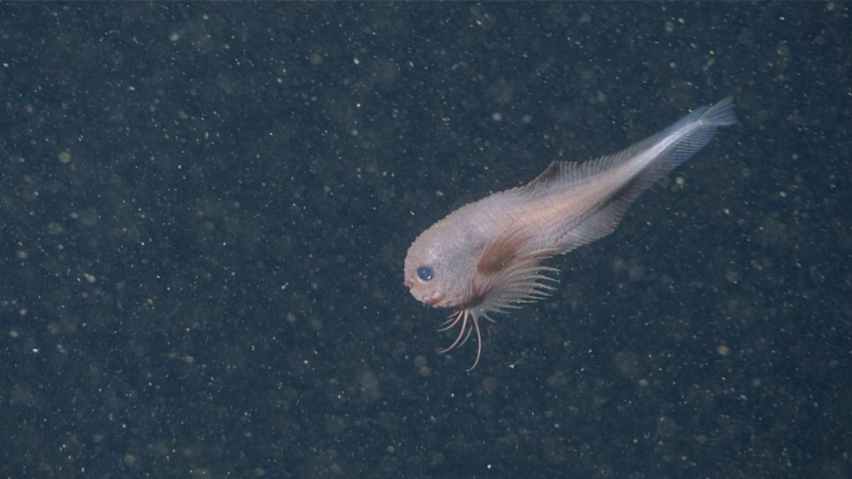 Scientists Discover “Cute” Unknown Deep Sea Snailfish