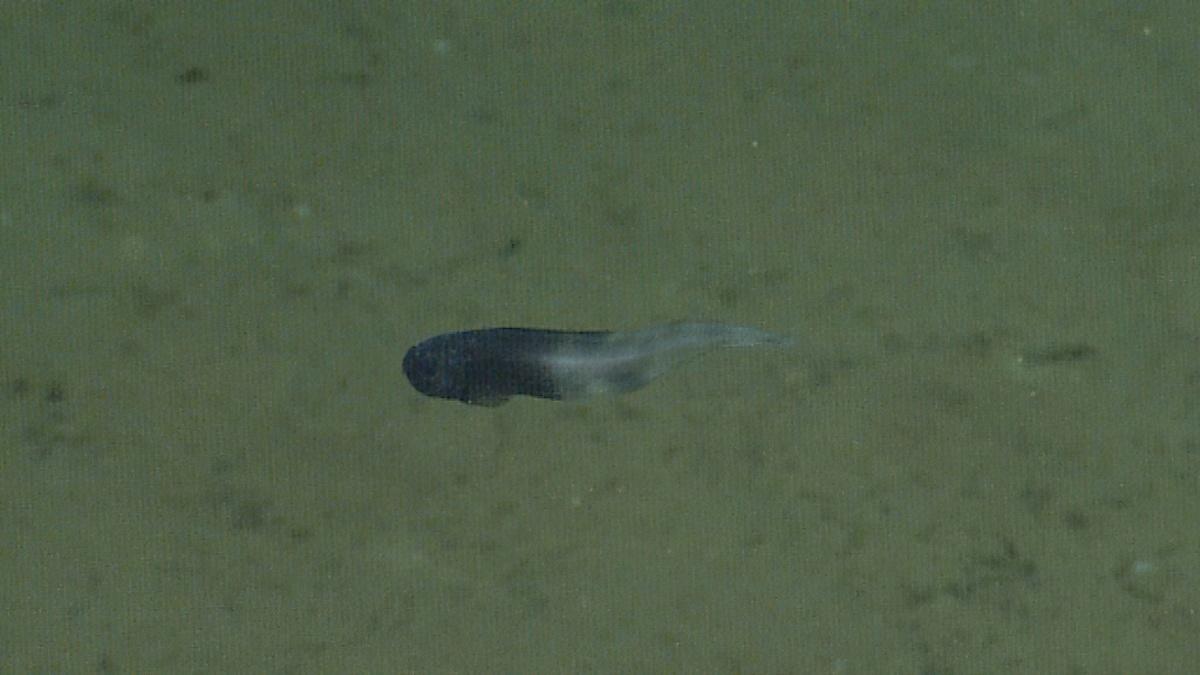 Scientists Discover “Cute” Unknown Deep Sea Snailfish