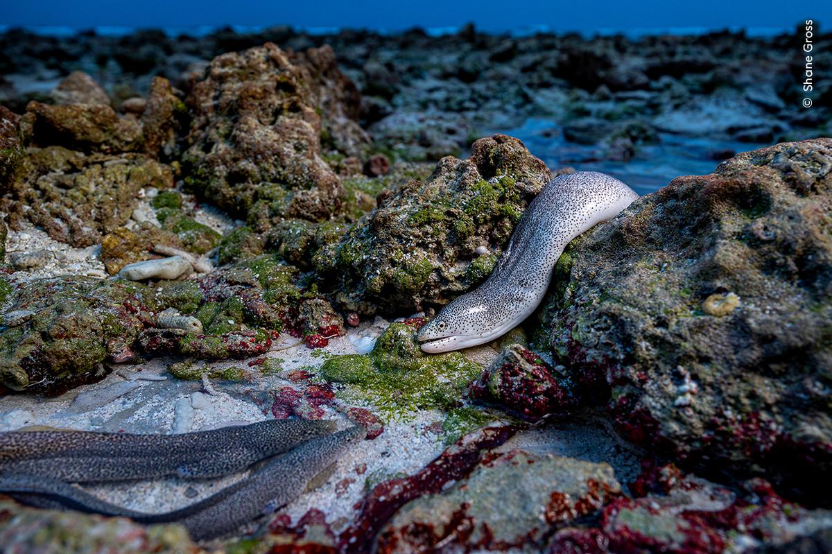 2025 Wildlife Photographer of the Year Awards