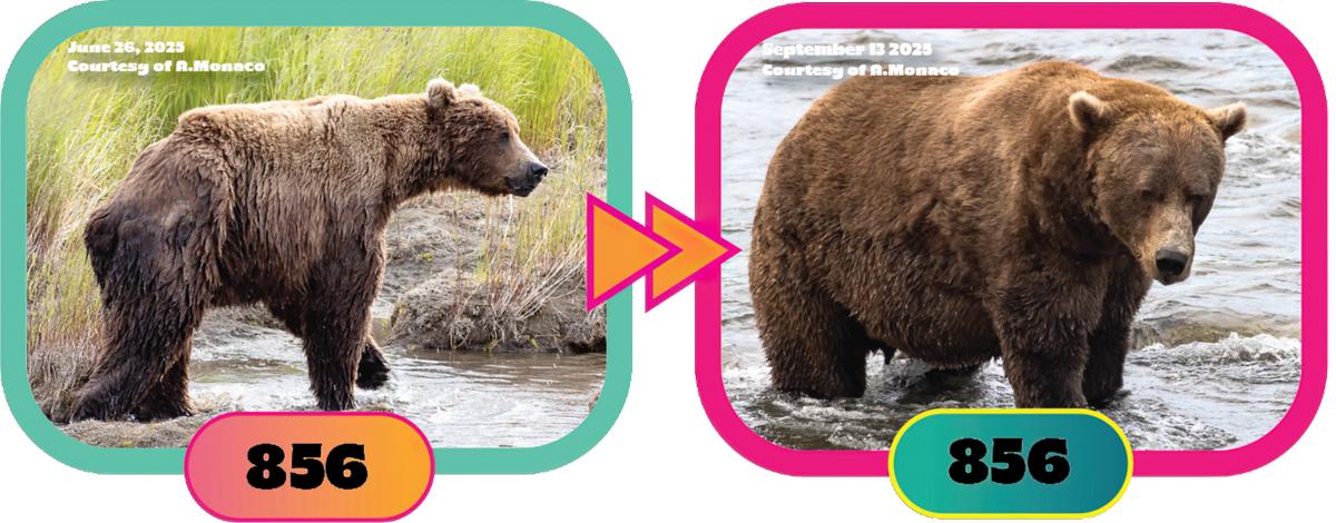 Massive “Chunk” Wins Fat Bear Week