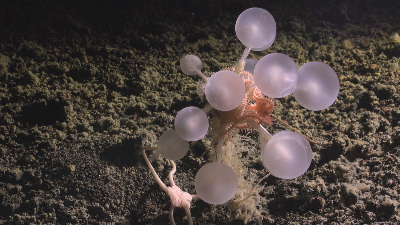 Scientists Discover “Death-Ball” Sponge & Other New Species