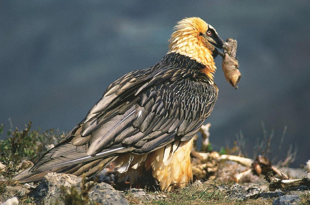 Bearded Vulture Nests Hold Ancient Surprises