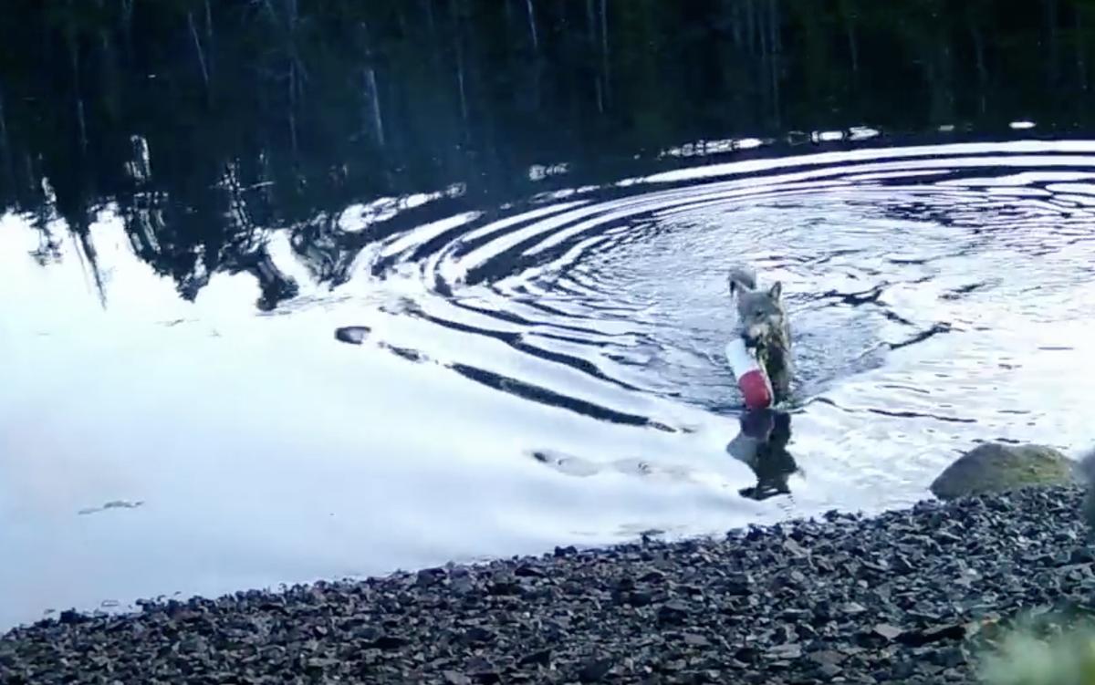 Scientists Surprised by Clever Fishing Wolf
