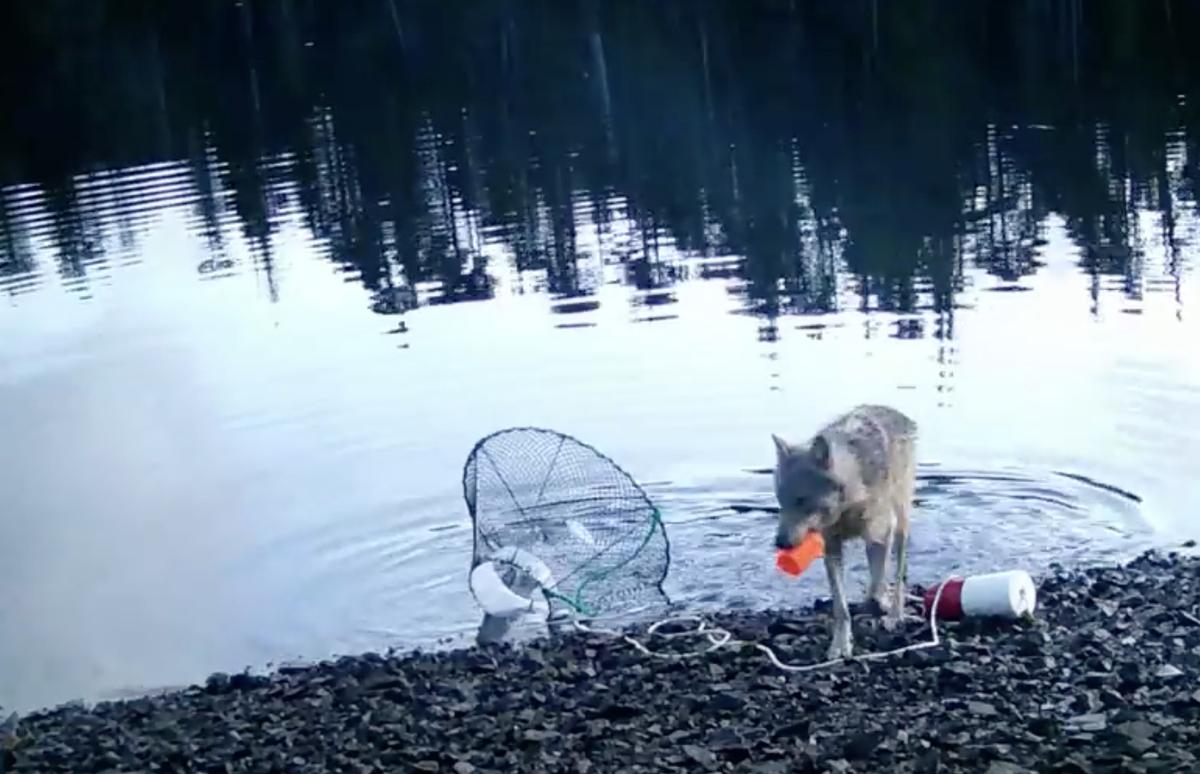 Scientists Surprised by Clever Fishing Wolf