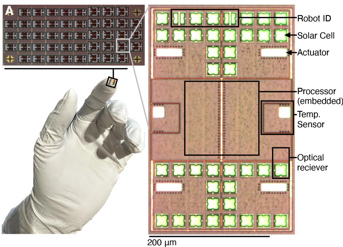Scientists Develop Tiny Swimming Robots